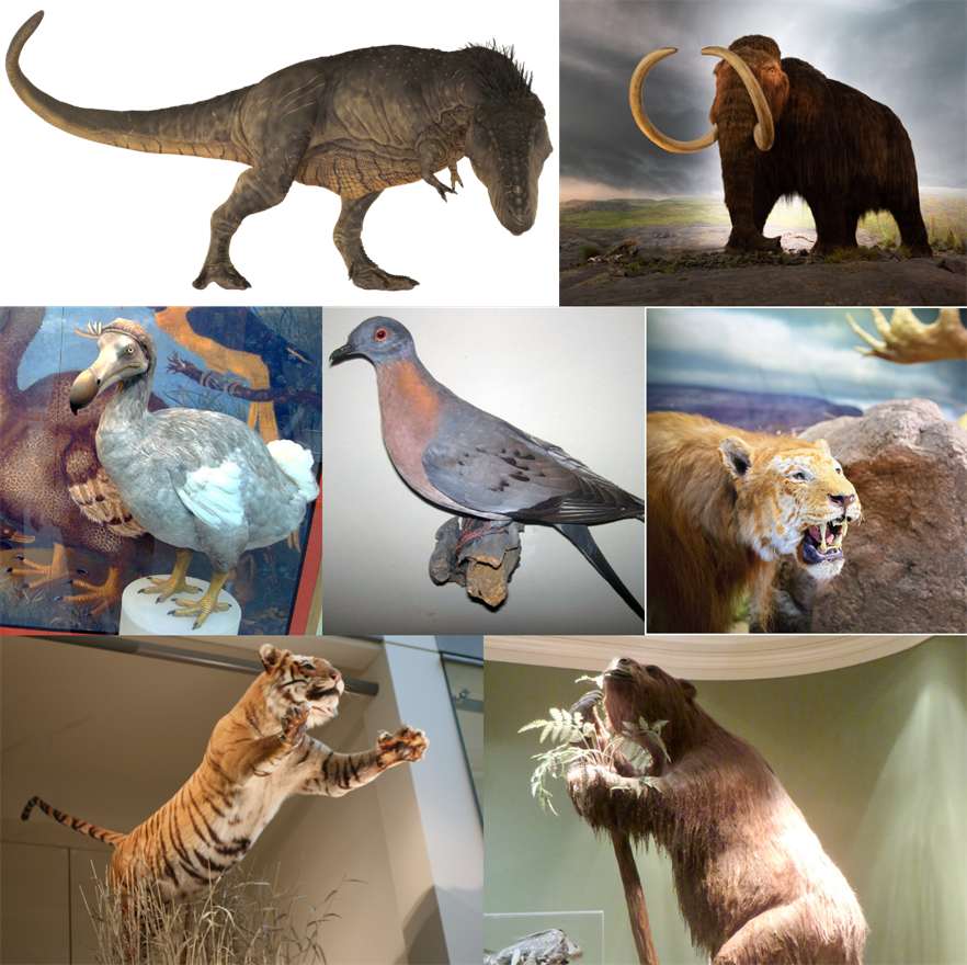 Extinct and endangered species — lesson. Science CBSE, Class 8.