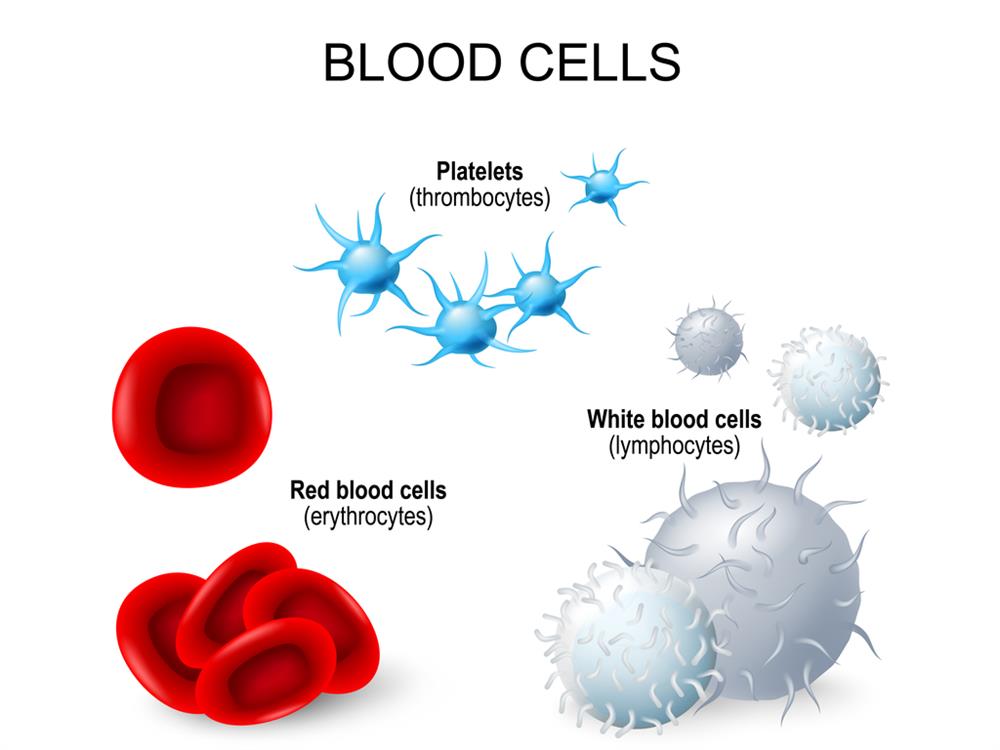 Fluid connective tissue - I — lesson. Science CBSE, Class 9.