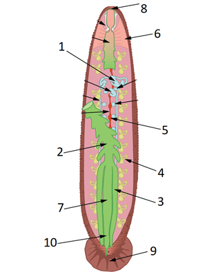 Reproductive system and external characters of leech — task. Science ...