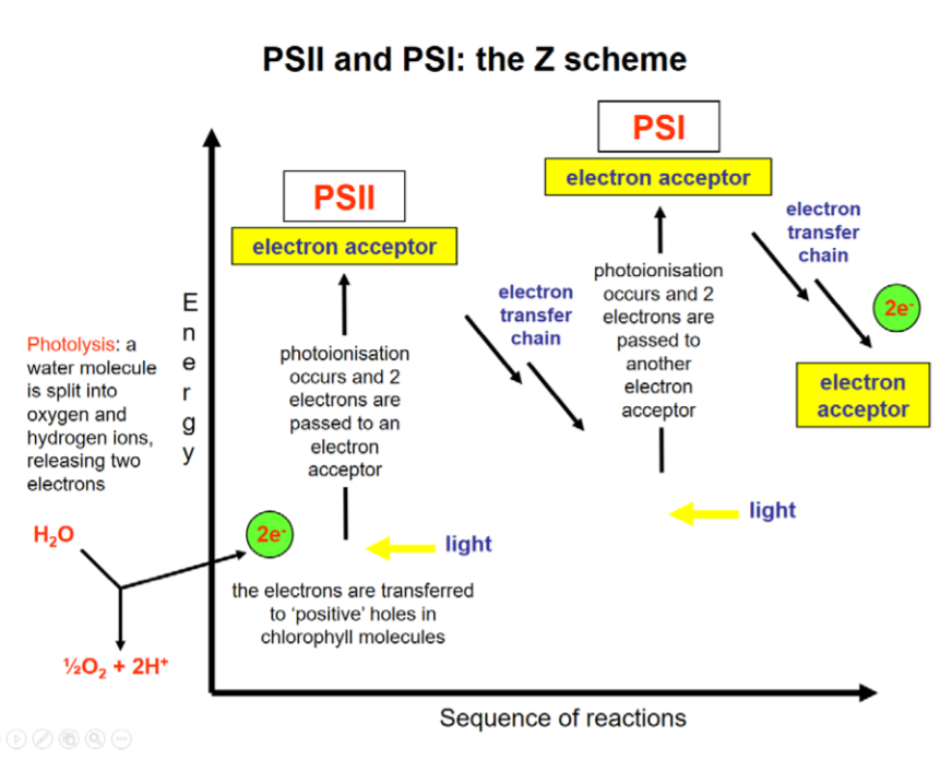 The reactions of photosynthesis — lesson. Science CBSE, Class 10.