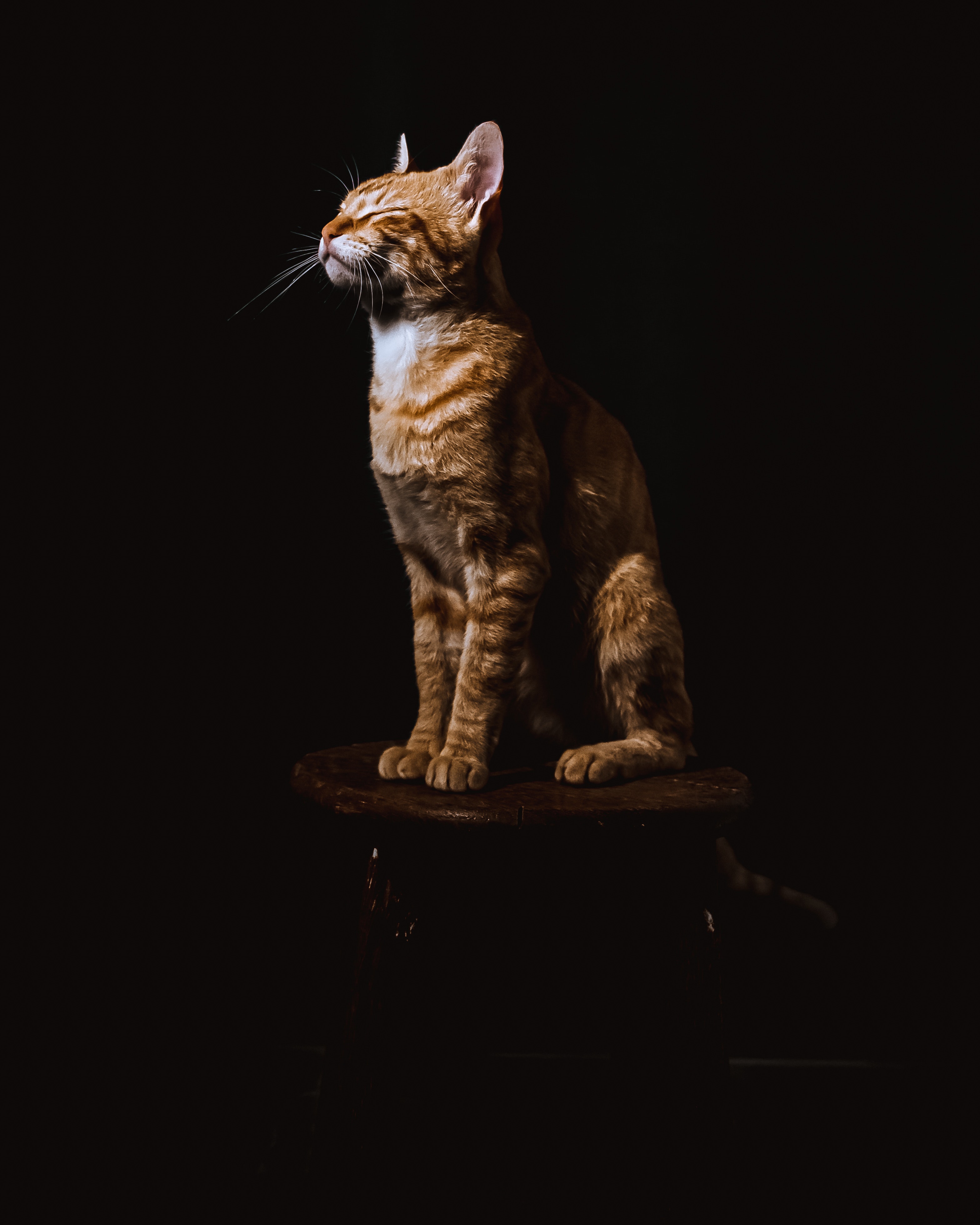 Explanation of the poem "Macavity: The Mystery Cat" by T. S. Eliot ...