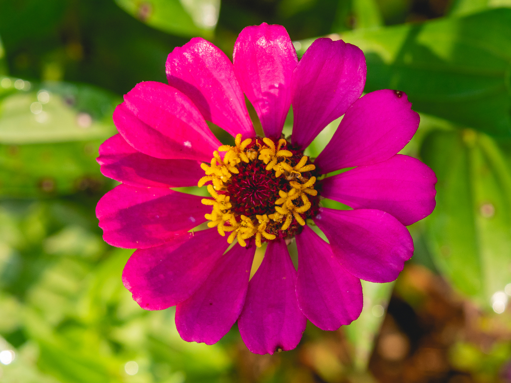 Fibonacci sequence - A real life example — lesson. Mathematics State ...