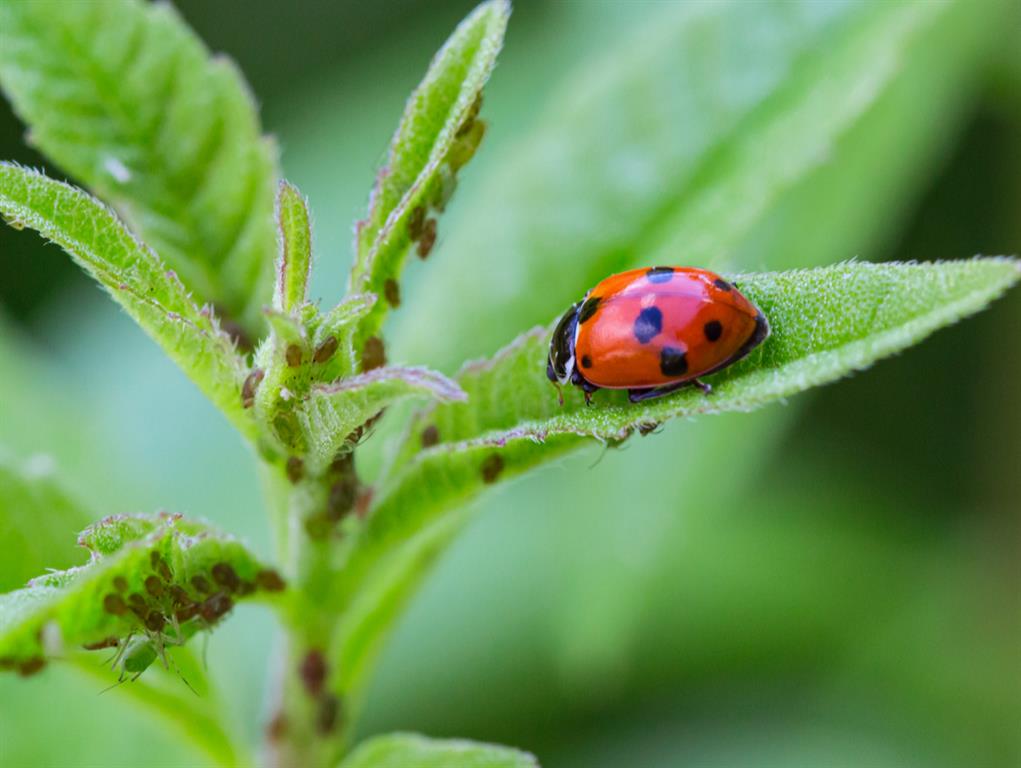 Biological control — lesson. Science State Board, Class 8.