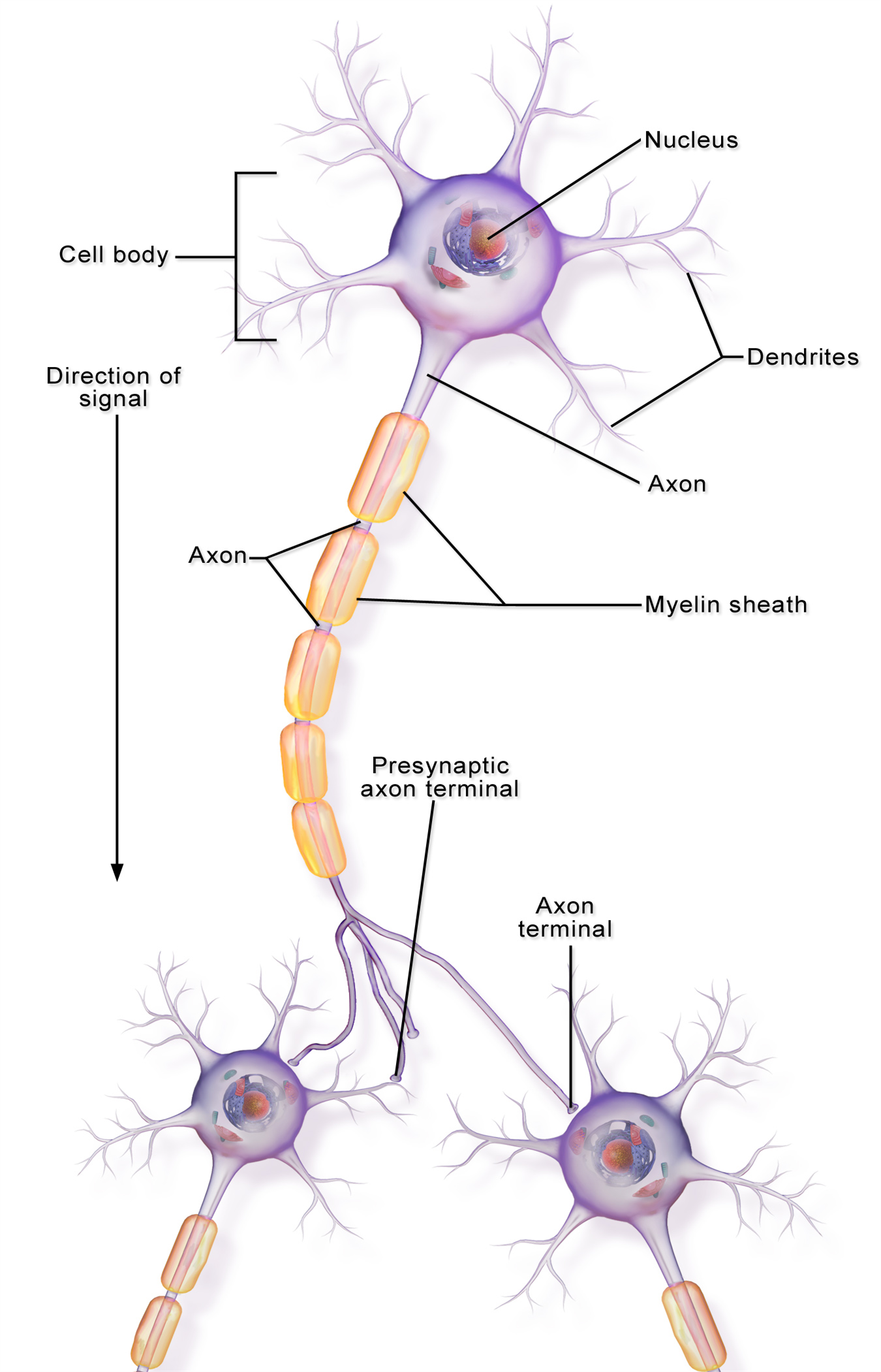 Structure of neuron and types — lesson. Science CBSE, Class 10.