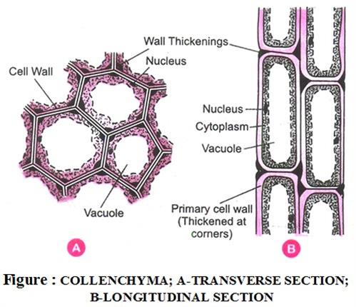 Simple permanent tissue — lesson. Science CBSE, Class 9.