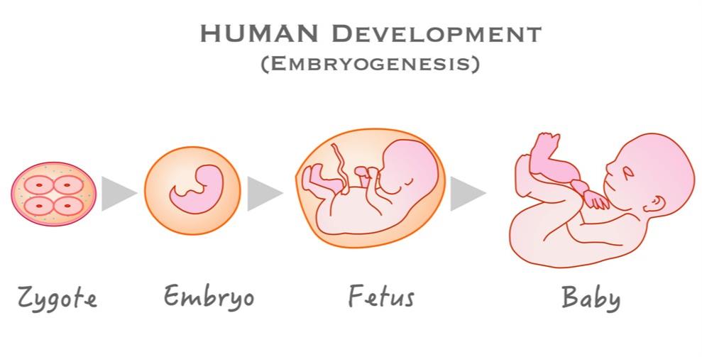 Cells - the basic unit of life — lesson. Science State Board, Class 8.