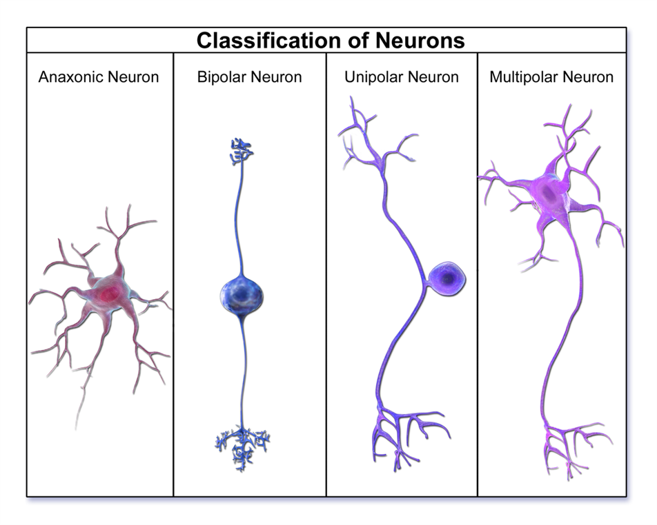 Structure of neuron and types — lesson. Science CBSE, Class 10.