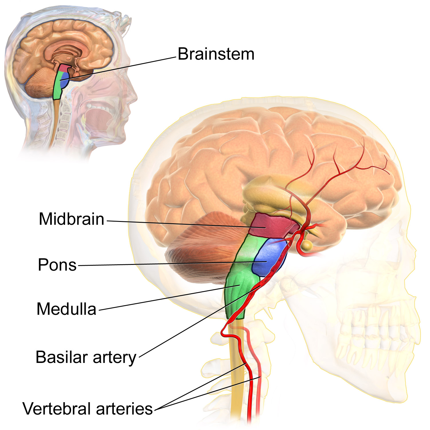 Human brain structure and function — lesson. Science CBSE, Class 10.