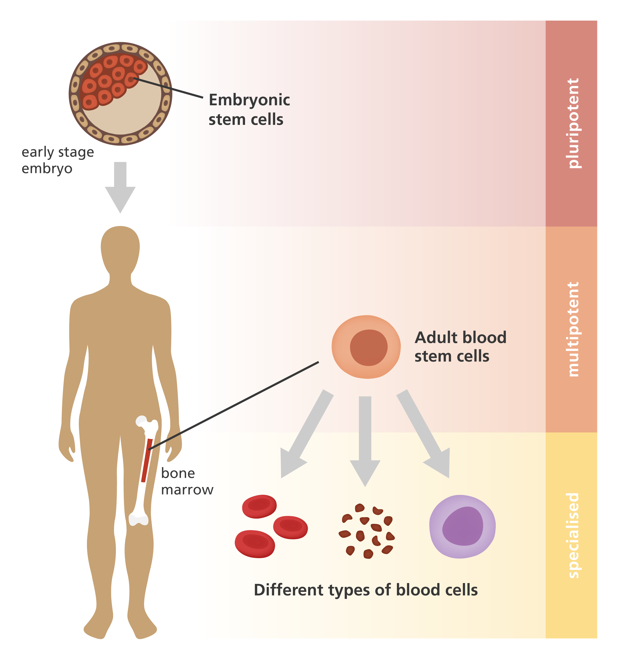stem-cells-lesson-science-state-board-class-10