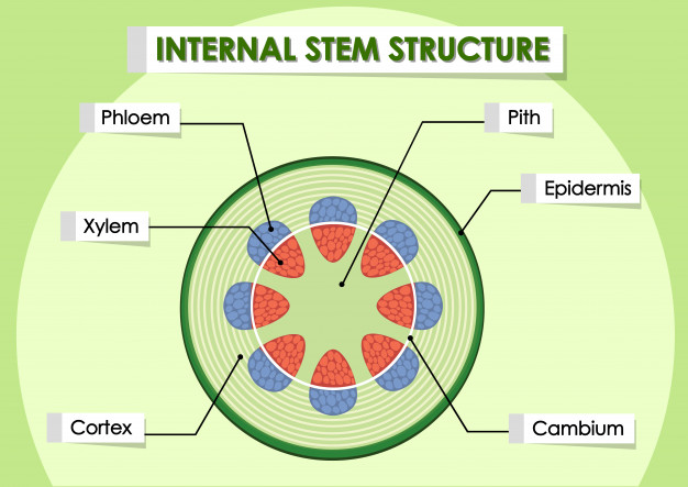 Protective tissue — lesson. Science CBSE, Class 9.