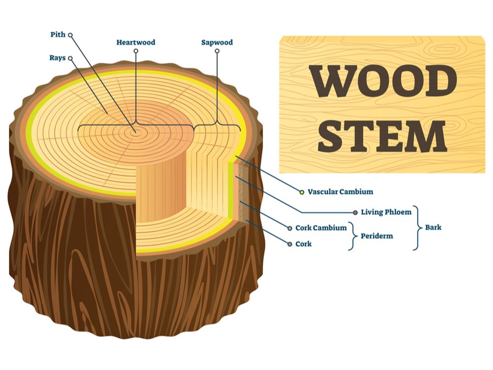 Protective tissue — lesson. Science CBSE, Class 9.