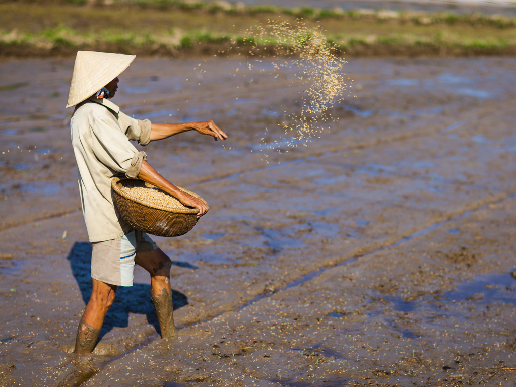 Sowing of seeds — lesson. Science State Board, Class 8.