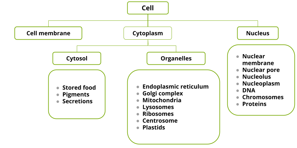 Cells - the basic unit of life — lesson. Science State Board, Class 8.