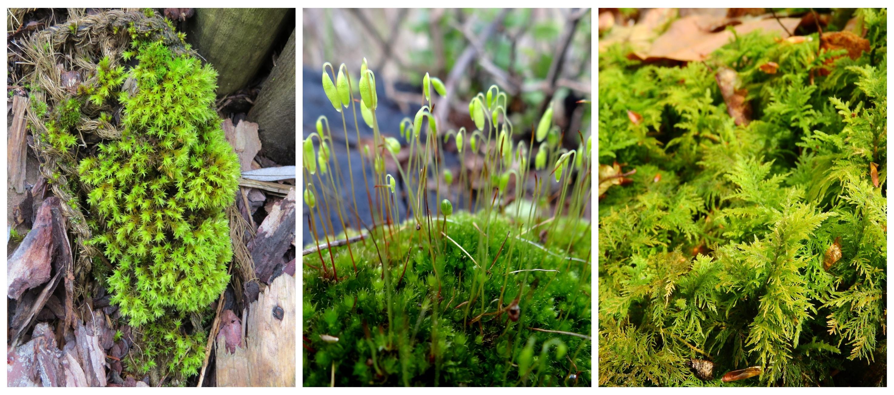 Bryophytes and their life cycle — lesson. Science State Board, Class 8.