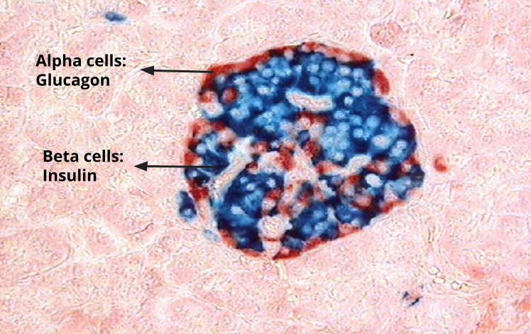 Pancreas - heterocrine gland — lesson. Science CBSE, Class 10.