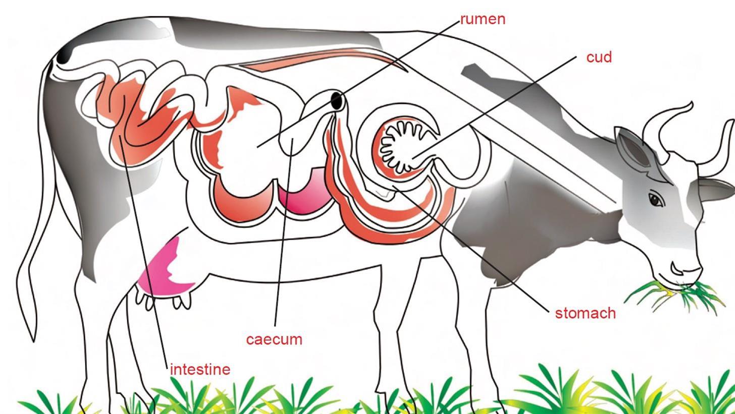 Digestive system of rabbit — lesson. Science State Board, Class 10.
