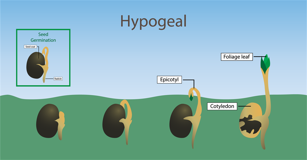Germination and its types — lesson. Science CBSE, Class 10.