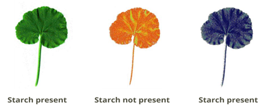 Experiment to prove leaves other than green in colour also undergo ...