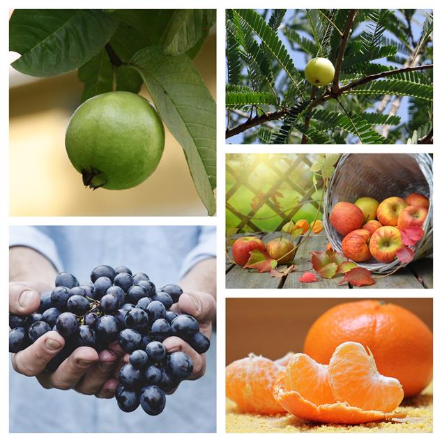 Plants used as food — lesson. Science State Board, Class 6.