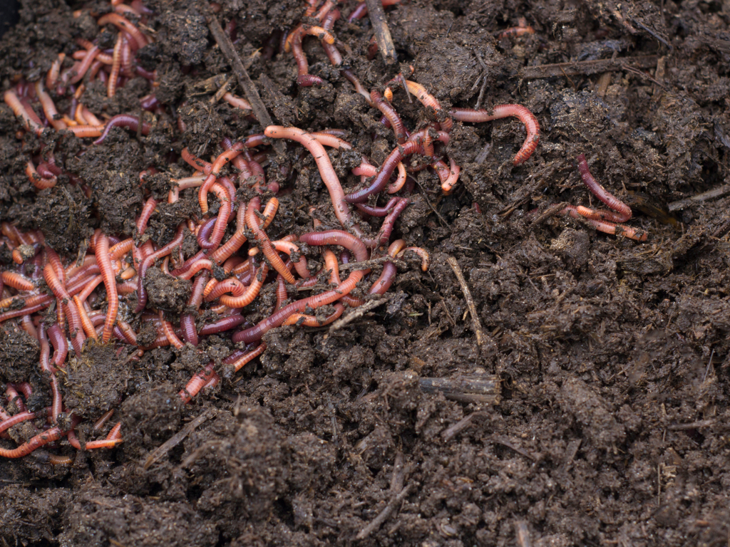 Vermitechnology — lesson. Science State Board, Class 9.