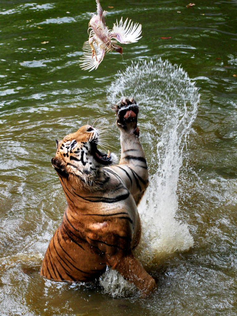 Explanation — lesson. English Language CBSE, Class 7.