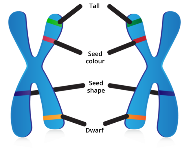 Punnett square, homozygous and heterozygous, alleles or allelomorphs ...