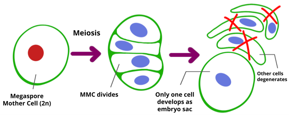 Gynoecium and formation of embryo sac — lesson. Science CBSE, Class 10.