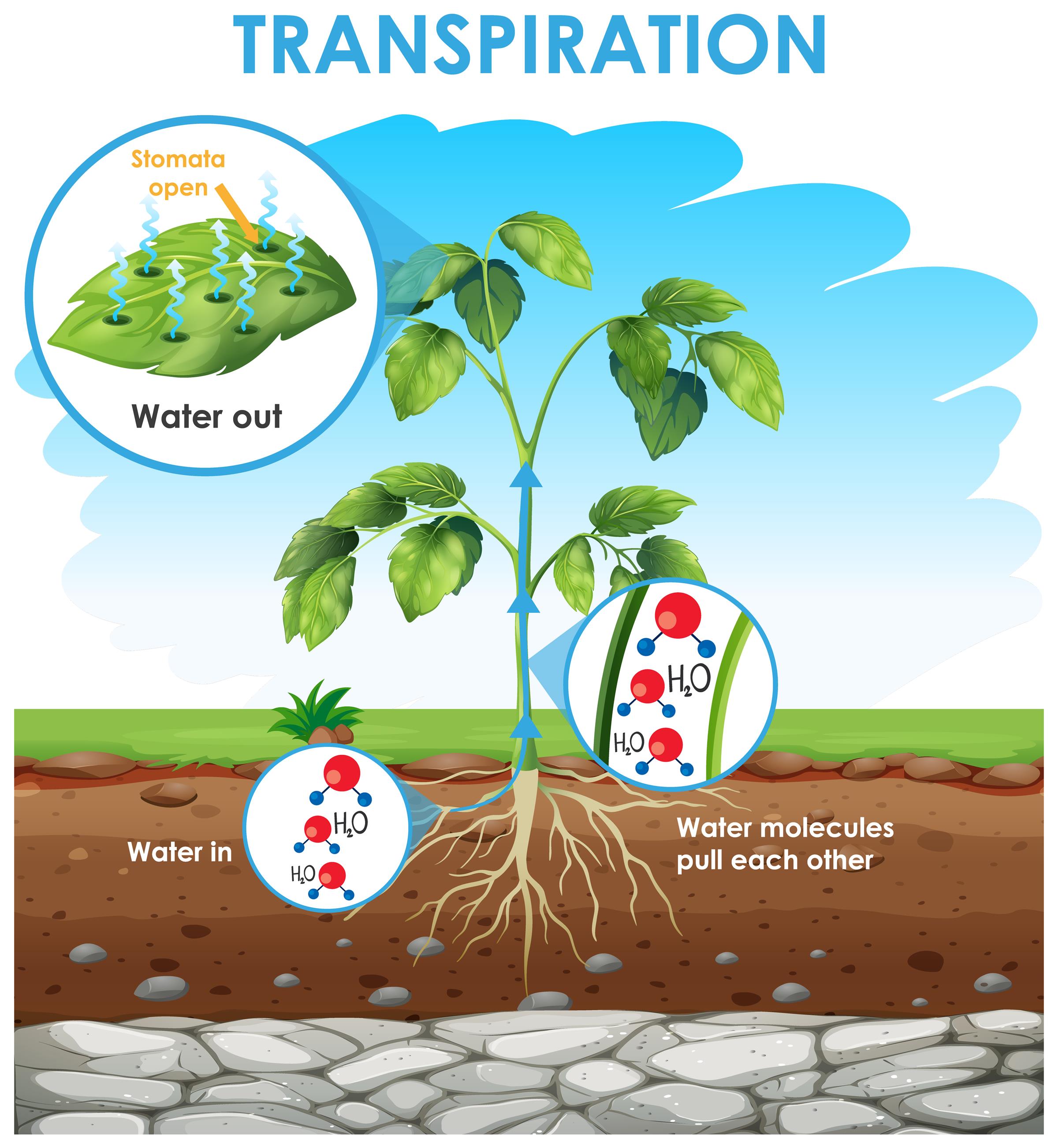 Transpiration and the factors affecting it — lesson. Science State ...