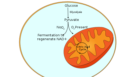 Types of cellular respiration — lesson. Science CBSE, Class 10.