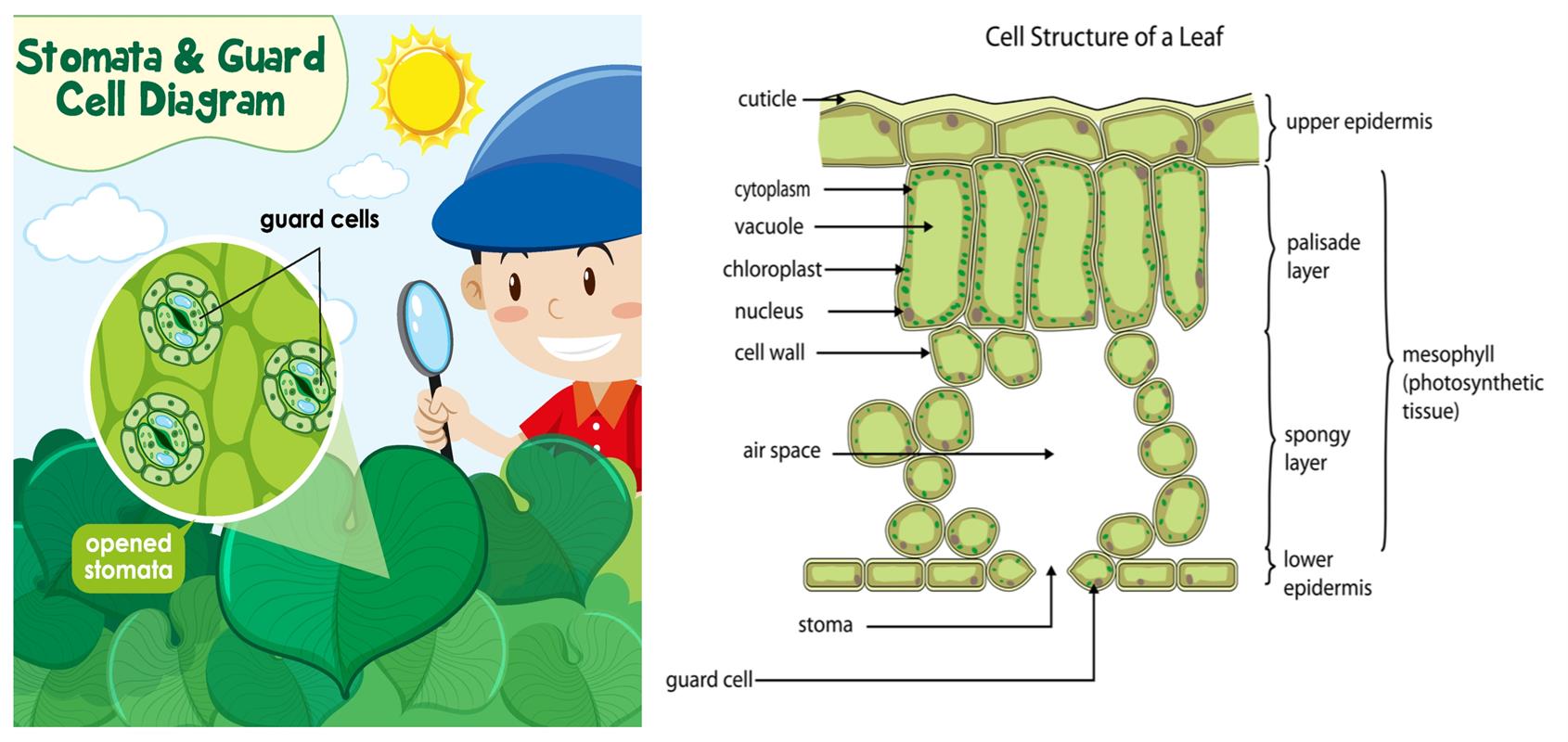 Photosynthesis in plants — lesson. Science CBSE, Class 7.