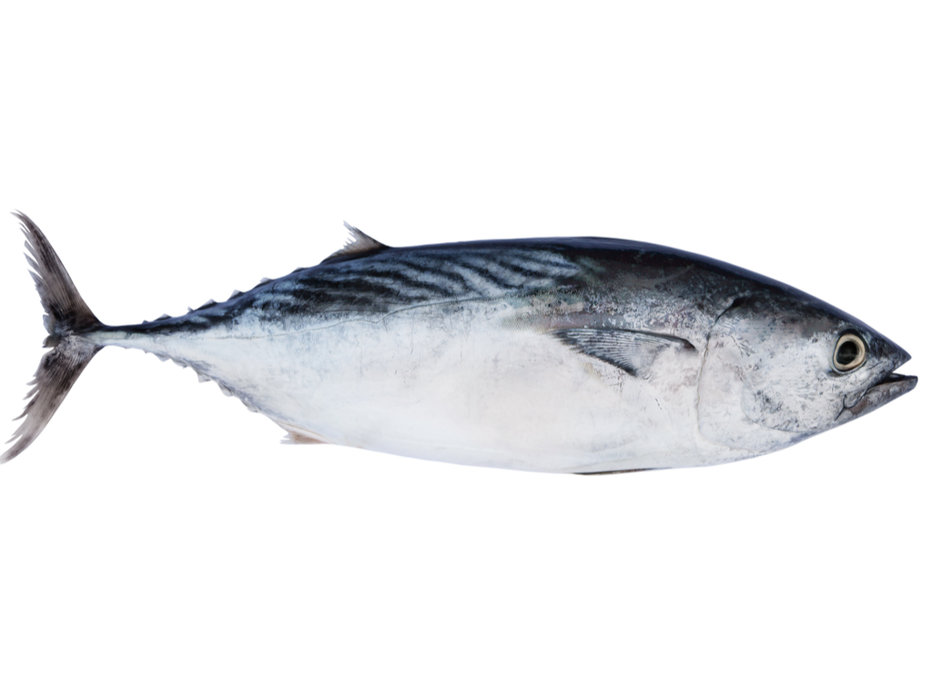 Production of fish — lesson. Science CBSE, Class 9.