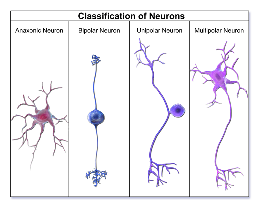 Types of neuron — lesson. Science State Board, Class 10.