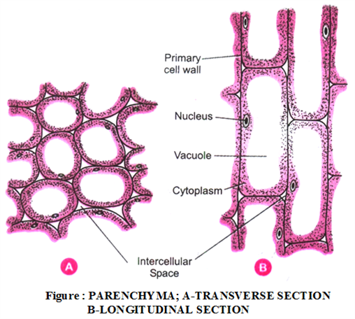 Simple permanent tissue — lesson. Science CBSE, Class 9.