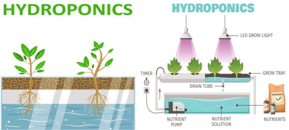 Hydroponics and aeroponics — lesson. Science State Board, Class 9.
