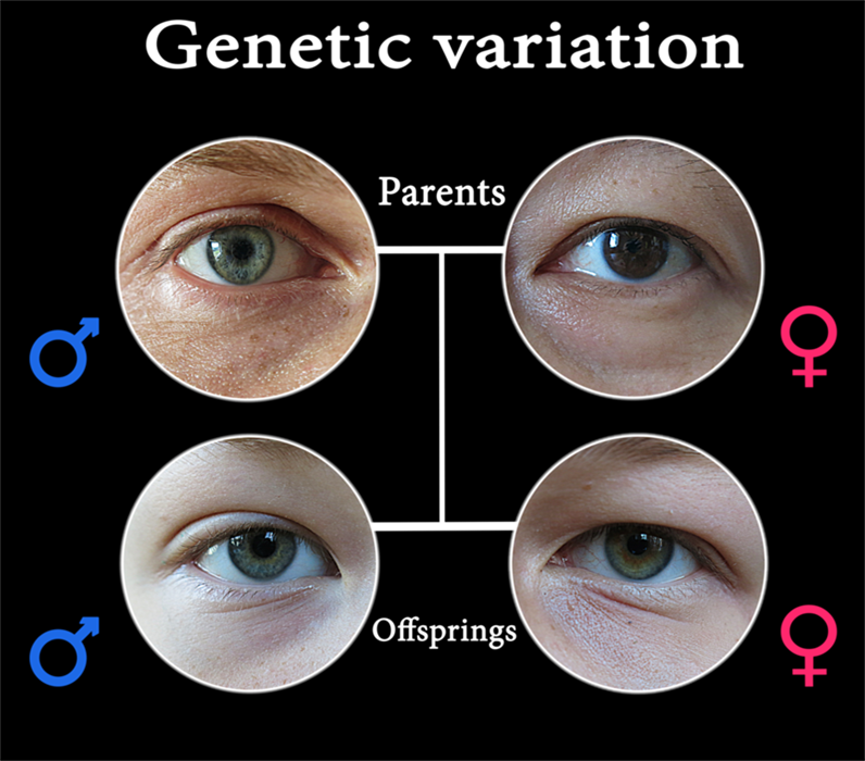 Introduction about genetics — lesson. Science CBSE, Class 10.