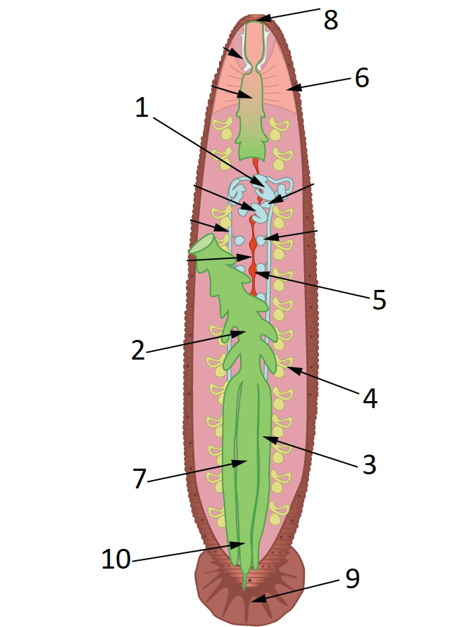 Reproductive system and external characters of leech — task. Science ...