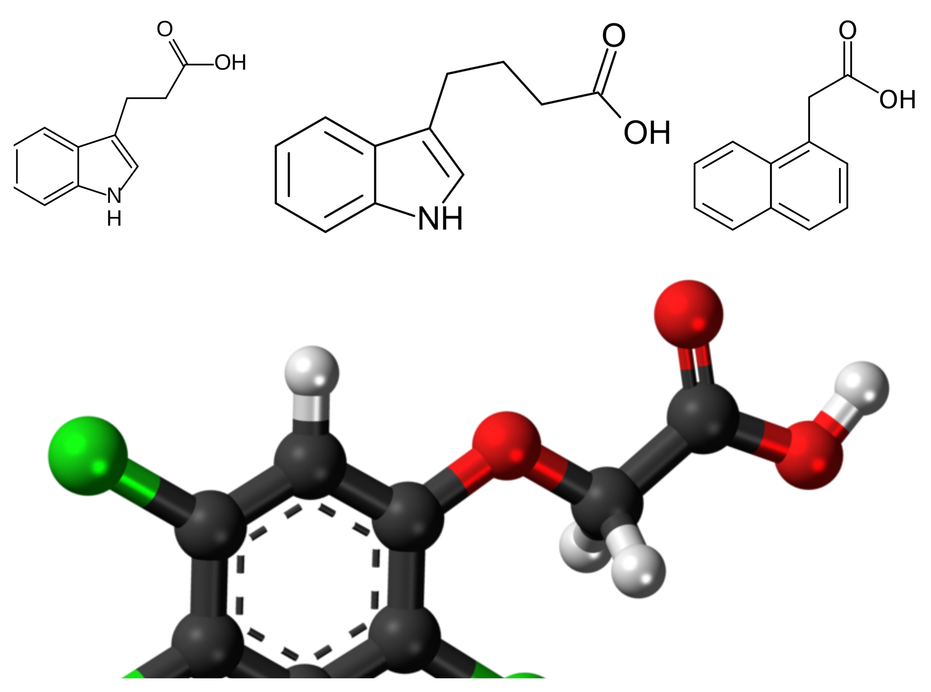 Auxins — lesson. Science CBSE, Class 10.