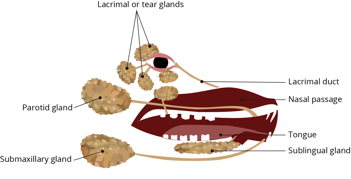 Digestive system of rabbit — lesson. Science State Board, Class 10.