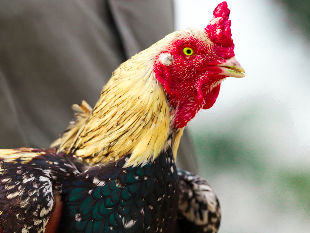 Farming of poultry — lesson. Science CBSE, Class 9.