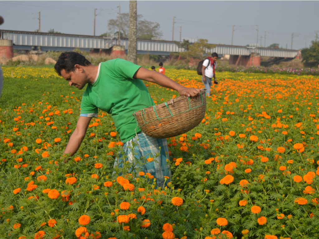 Floriculture and landscape gardening — lesson. Science State Board ...