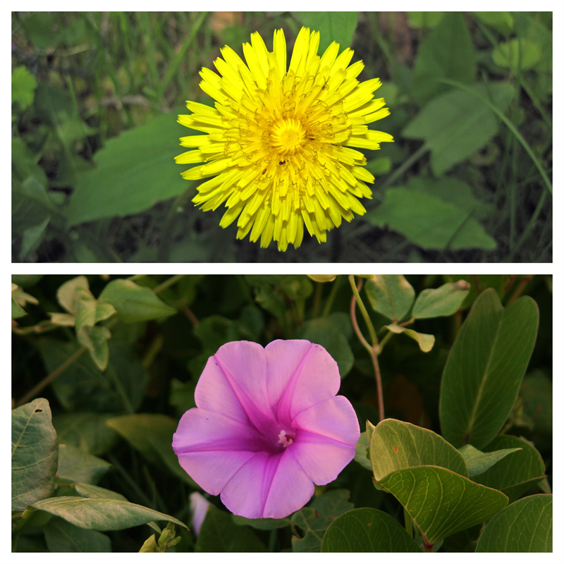 Nastic movements — lesson. Science CBSE, Class 10.