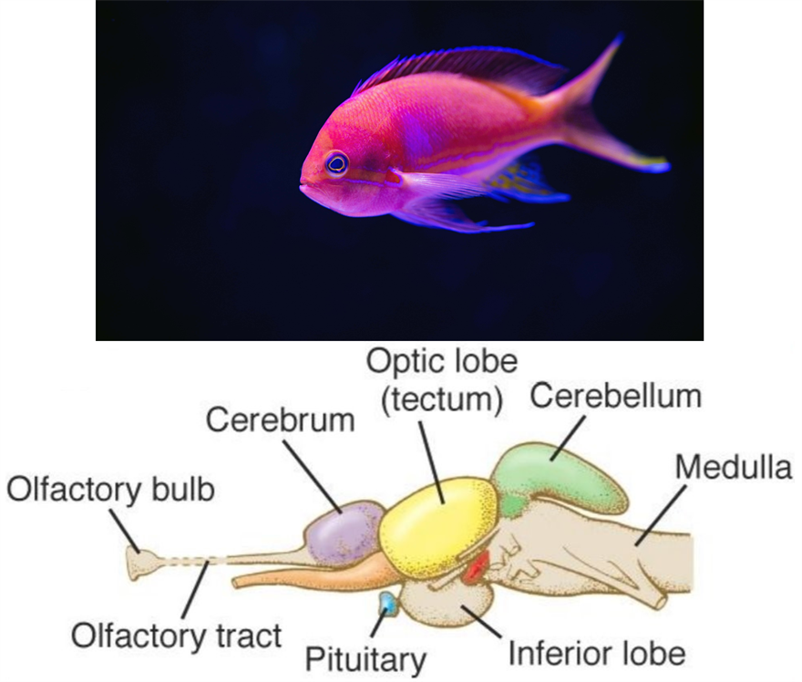 Nervous system in different organisms II — lesson. Science CBSE, Class 10.