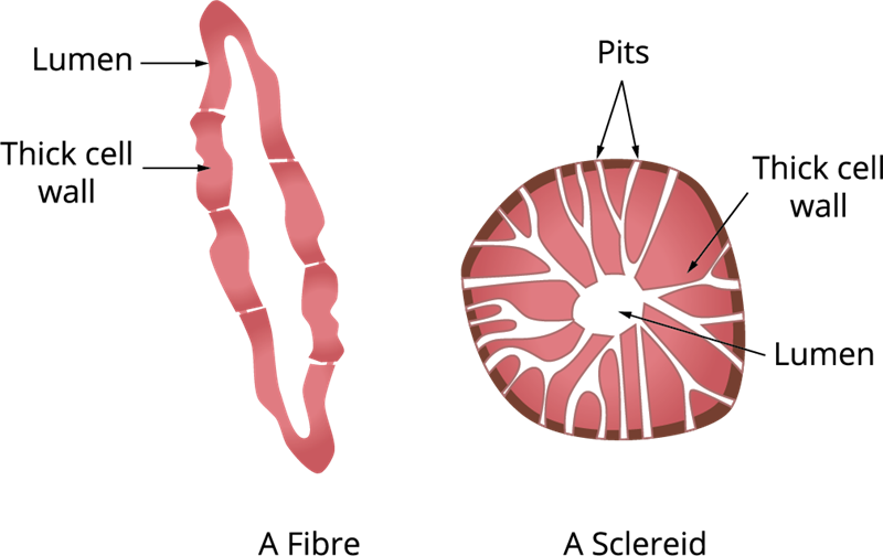 Collenchyma and Sclerenchyma — lesson. Science State Board, Class 9.
