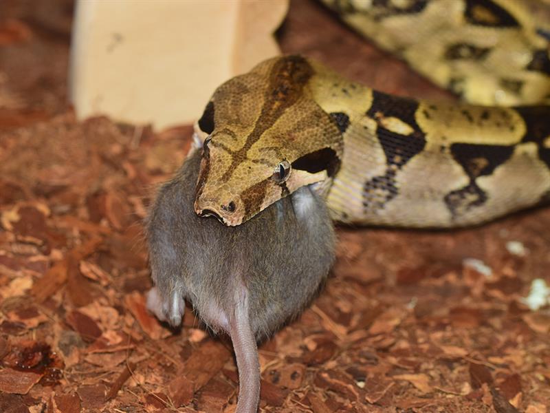 Components of ecosystem — lesson. Science CBSE, Class 10.