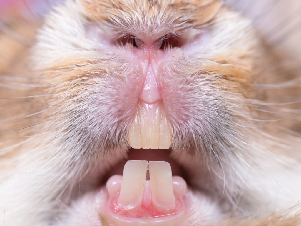 Dentition in Rabbit — lesson. Science State Board, Class 10.