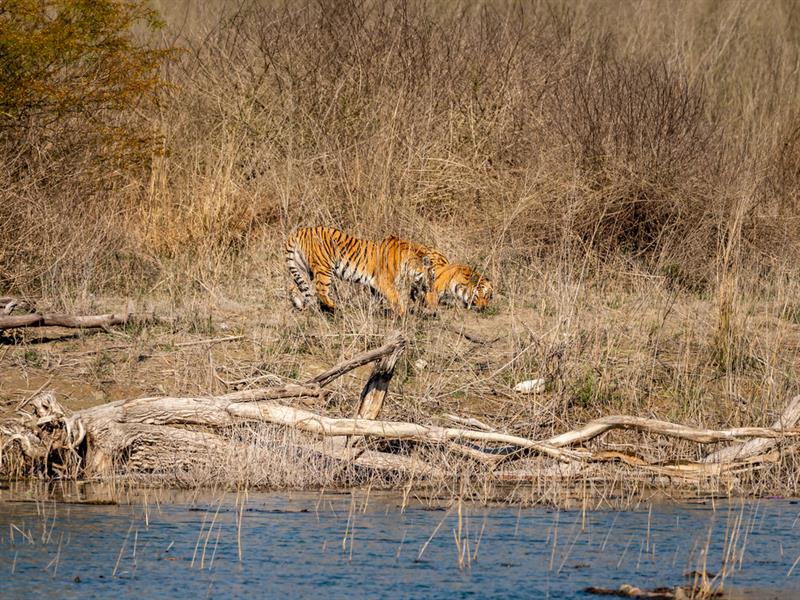 Explanation of stanza 2 and 3 — lesson. English Language CBSE, Class 10.