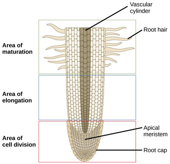 Movement of water in plants — lesson. Science State Board, Class 10.