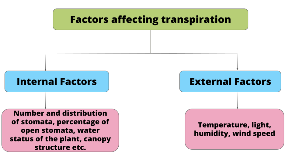 Transpiration and the factors affecting it — lesson. Science State ...