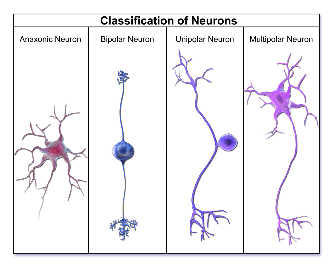 Nervous tissue — lesson. Science CBSE, Class 9.