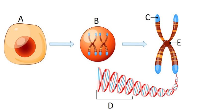 Chromosomes, DNA and gene — task. Science State Board, Class 10.